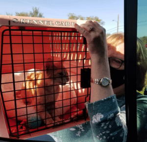 Volunteer – First Ladies Farm