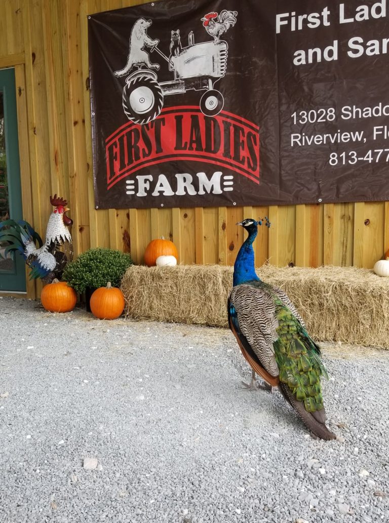 About Us…Life at the Farm – First Ladies Farm