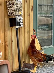 About Us…Life at the Farm – First Ladies Farm