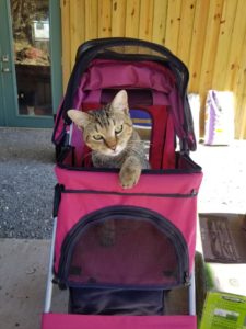 About Us…Life at the Farm – First Ladies Farm