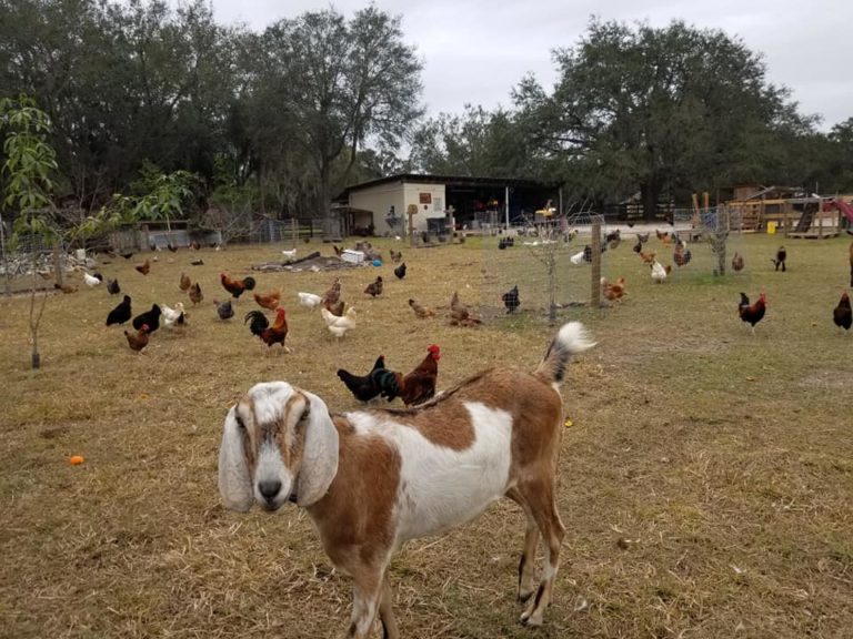 About Us…Life at the Farm – First Ladies Farm