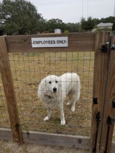 About Us…Life at the Farm – First Ladies Farm