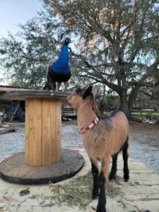 About Us…Life at the Farm – First Ladies Farm