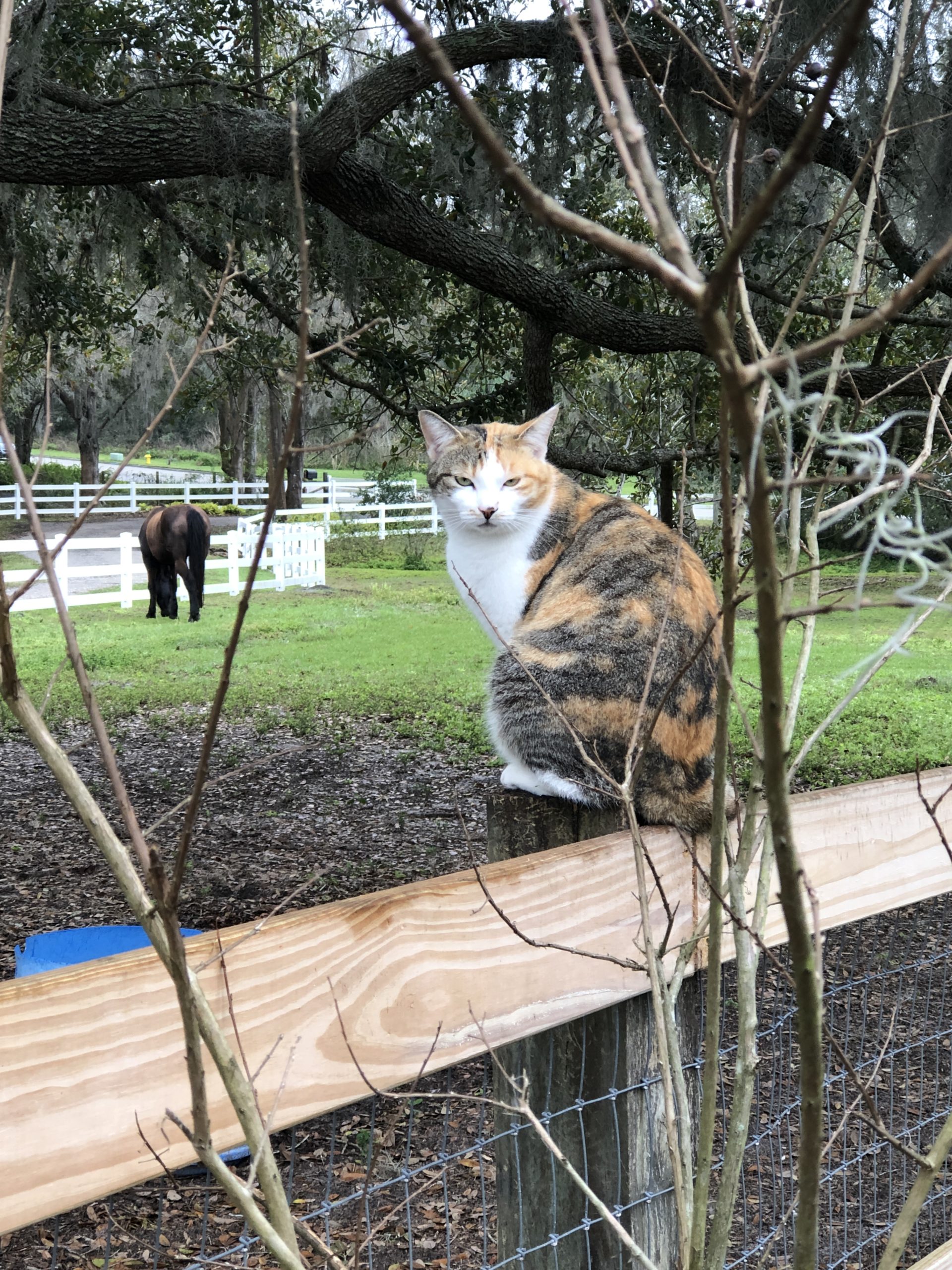 About Us…Life at the Farm – First Ladies Farm