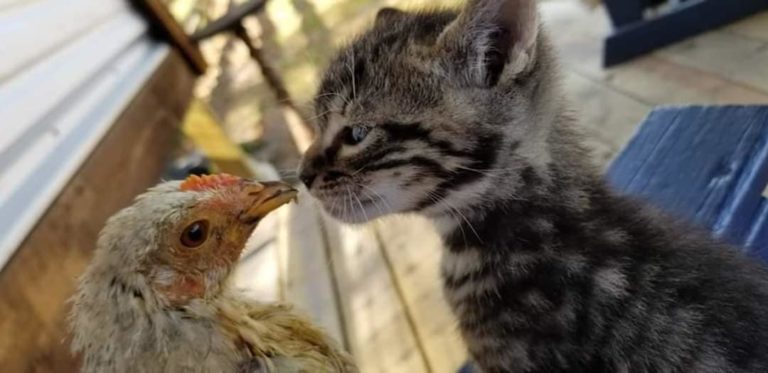 Donate – First Ladies Farm