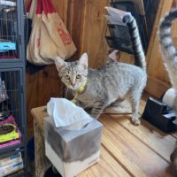 First Ladies Farm – Reinventing Rescue